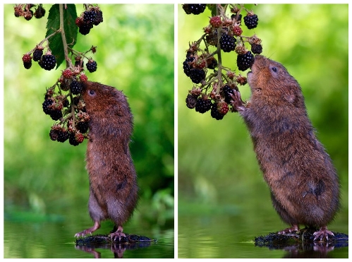 Cute water rat having feast - Global Times
