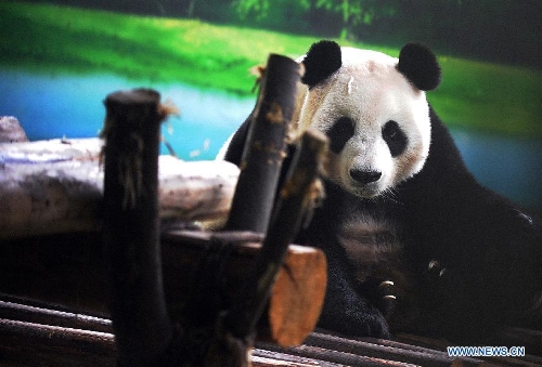 Suzhou zoo marks 2nd anniversary of pandas' arrival - Global Times