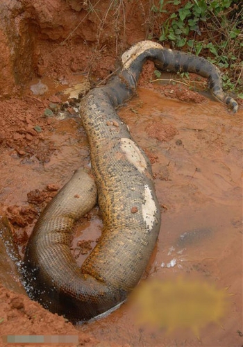 Giant boas - Global Times