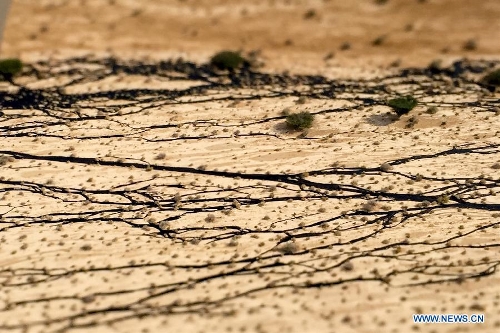 Oil spill in Israel, one of 'worst' environmental disasters - Global Times