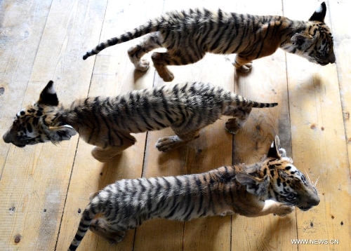 Three South China tiger cubs born in Luoyang park - Global Times