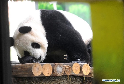 Suzhou zoo marks 2nd anniversary of pandas' arrival - Global Times