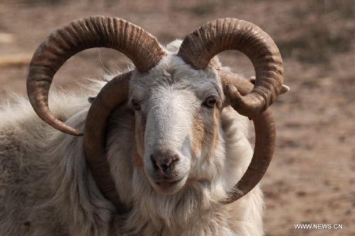 4 Horned Goat