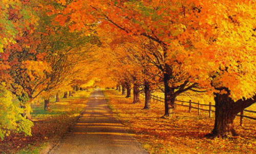 Gorgeous autumn sceneries around China - Global Times