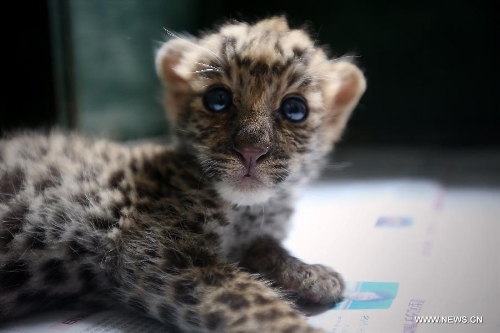 Two newborn leopard cubs seen at Shenyang Forest Wildlife Zoo - Global ...