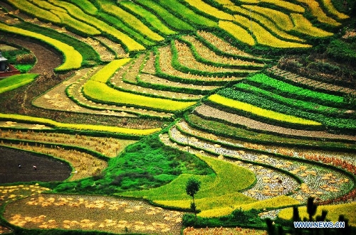 Chinese Rice Fields