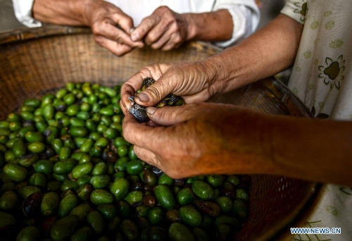 Chinese torreya trees planting in E China - Global Times