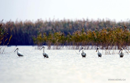 Nature reserve in Jiangsu attracts rare birds to overwinter - Global Times