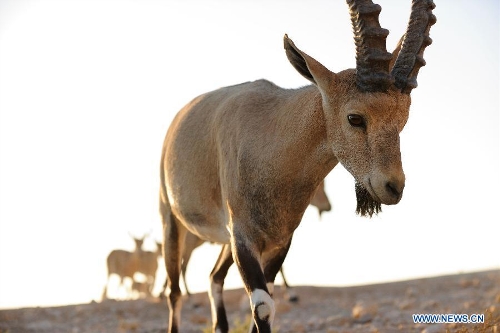 Desert goat spotted in Israeli desert - Global Times
