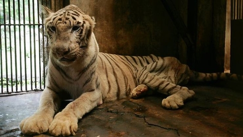 Skinny tiger at Indonesian zoo - Global Times