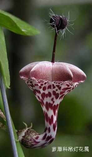 Give me a kiss: world's most kissable flower - Global Times