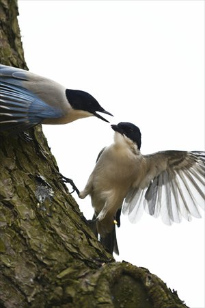 Lure of Nature - Global Times