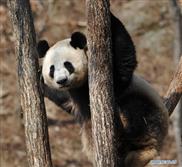 Female giant panda "Yaya" gets trained in China's Shaanxi - Global Times
