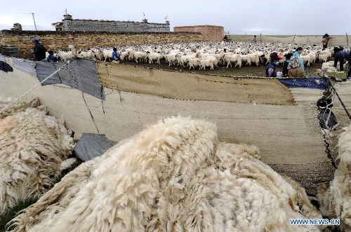 Wool harvesting period in Tibet - Global Times