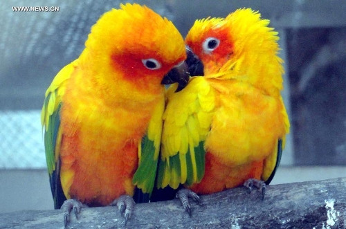 Love stories ... with wings: parrots of Suzhou Zoo - Global Times