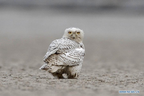 Snow owl in wetland of Caofeidian in China's Hebei - Global Times