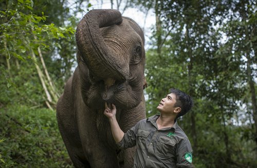 Elephants kick drug habit - Global Times