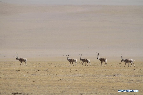 Tibetan antelopes in Qiangtang natural reserve begin migration - Global ...