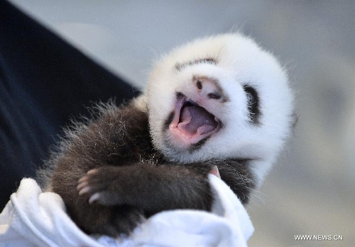 Cute panda cub at Atlanta Zoo in US - Global Times