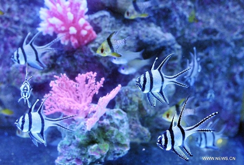 2013 Taiwan ornamental fish expo kicks off - Global Times