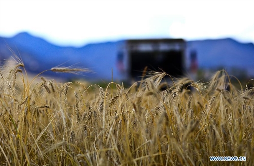 Tibet expected to witness bumper harvest - Global Times