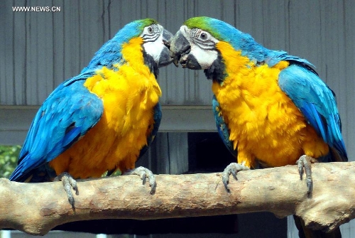 Love stories ... with wings: parrots of Suzhou Zoo - Global Times