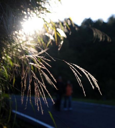 Tourists watch sunrise at Ali Mountain scenic area in China's Taiwan ...