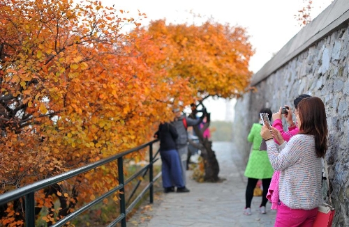 Autumn scenery in Beijing - Global Times