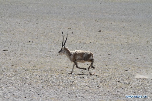 Tibetan antelopes in Qiangtang natural reserve begin migration - Global ...