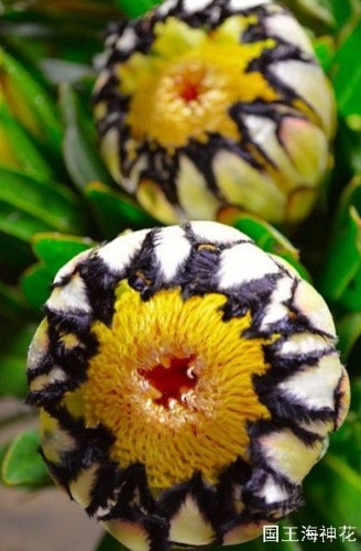 Give me a kiss: world's most kissable flower - Global Times