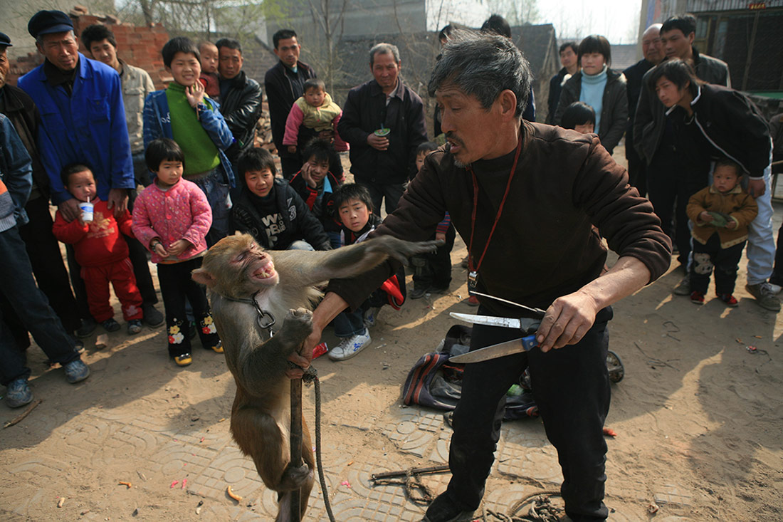 Last of the monkey buskers - Global Times