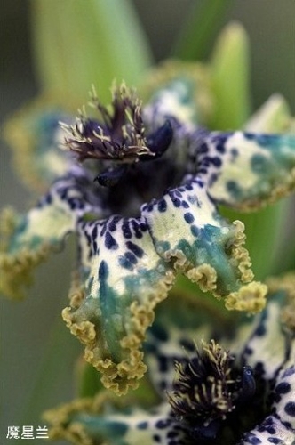 Give me a kiss: world's most kissable flower - Global Times