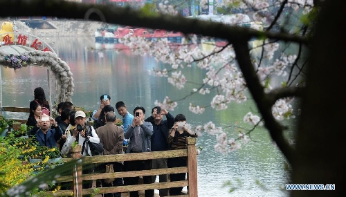 Cherry flowers come into full bloom at Changsha park - Global Times
