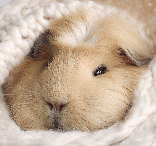 theguineapig,gupig,gupig绘本_大山谷图库