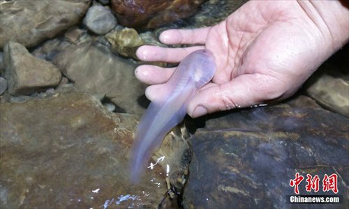 Large see-through tadpole scooped from cave stream - Global Times