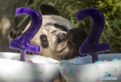 Giant panda "Bai Yun" celebrates 22nd birthday in US zoo - Global Times