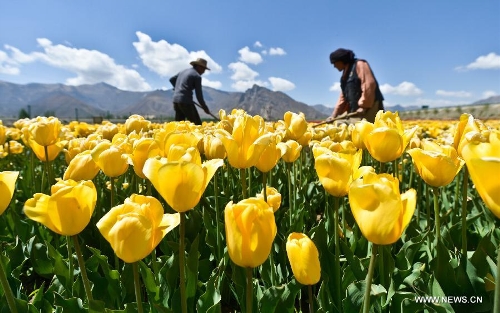 Tulip flowers blossom in China's Tibet - Global Times