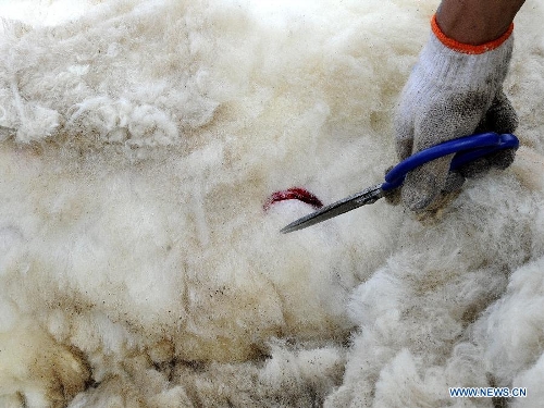 Wool harvesting period in Tibet - Global Times