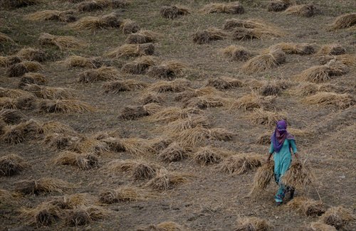 Bad harvest - Global Times