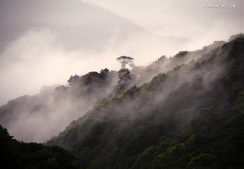 Meihua Mountain Nature Reserve in SE China - Global Times