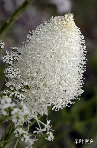 Give me a kiss: world's most kissable flower - Global Times