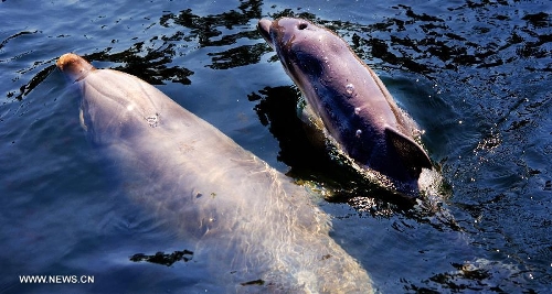 Newly born baby dolphin swims with mother - Global Times