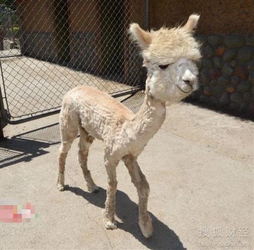 Man walks alpacas in street - Global Times