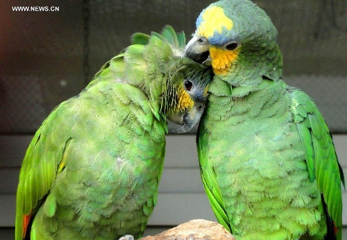 Love stories ... with wings: parrots of Suzhou Zoo - Global Times