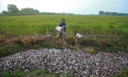 Fish plague - Global Times