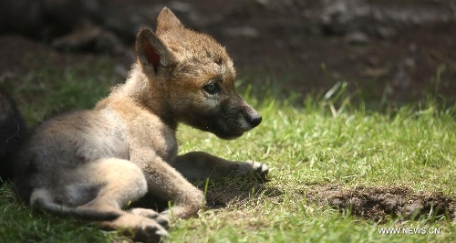 Wolf cubs meet with visitors in Shenyang - Global Times
