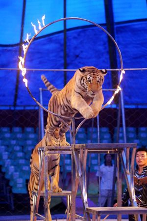 Circus Tiger Jumping Through Hoop