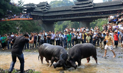 Traditional bullfight held in SW China's Guangxi - Global Times