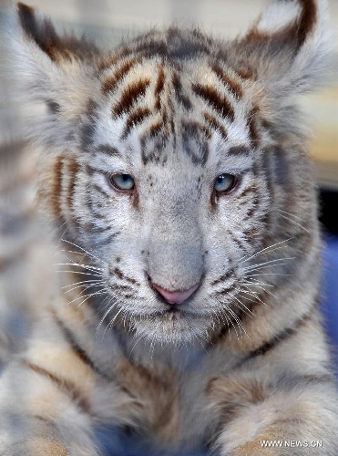 Little tigers play cute in Yunnan Wild Animal Park - Global Times