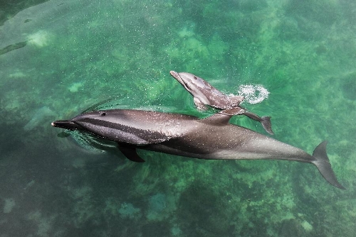 Trained dolphin gives birth to her baby in S China - Global Times